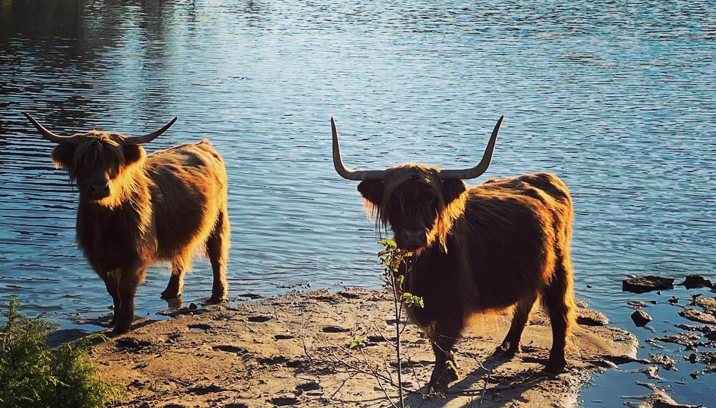 Om dyra våre - Skåre Gård